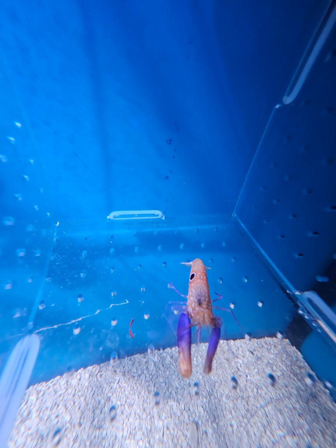 Purple Claw Pistol Shrimp – Inverted Reef